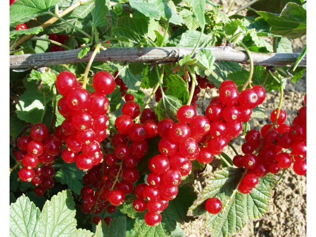 Ökoplant international