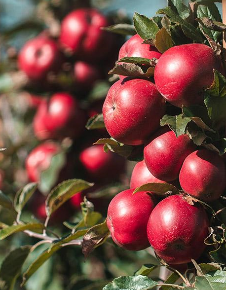 Ökoplant international