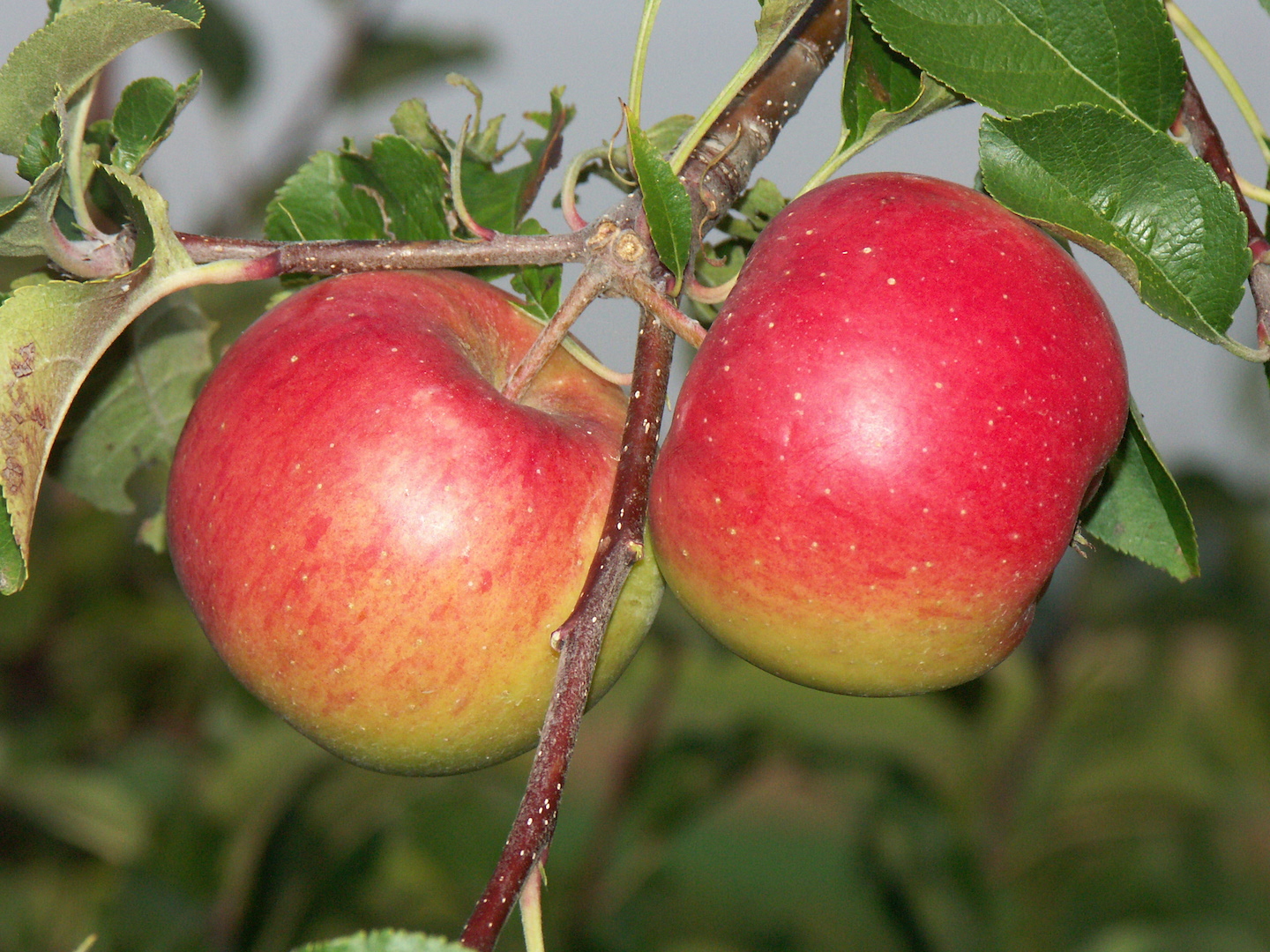 Ökoplant international