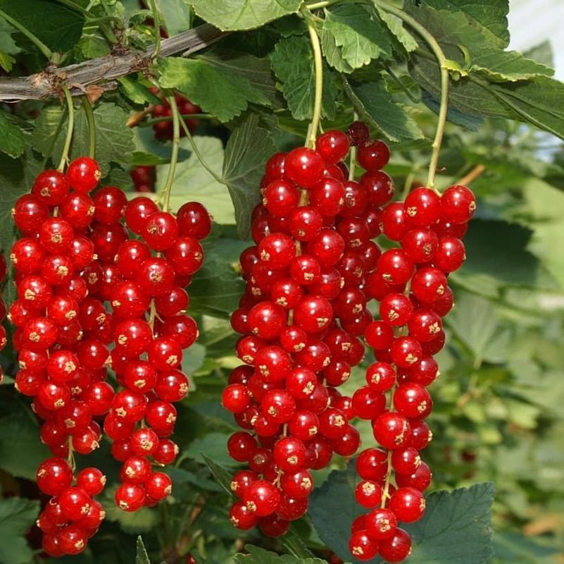 Ökoplant international